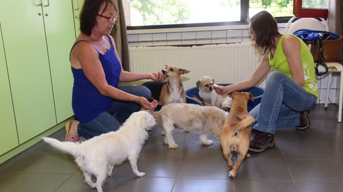 Dierenasielen mogen heropenen, maar zijn in feite nooit gesloten geweest: “We hebben zelfs bijna ...